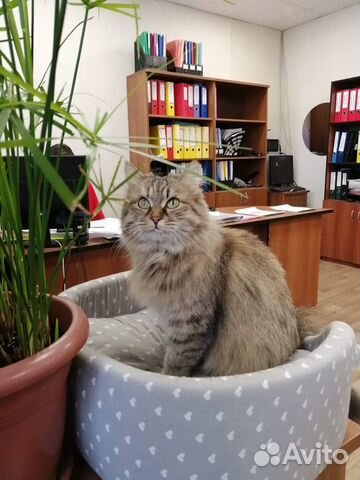 Сибирская кошка