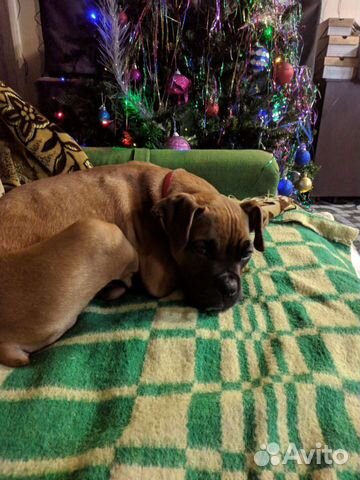 Щенок боксера