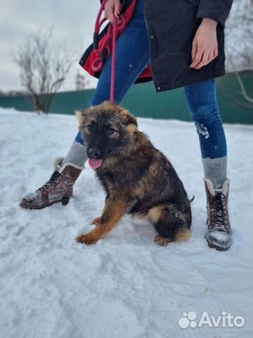 Щенок Тея из приюта в дар