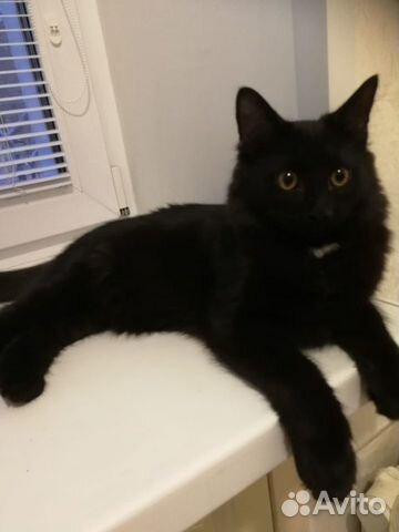 Котенок, 5 мес. Котик