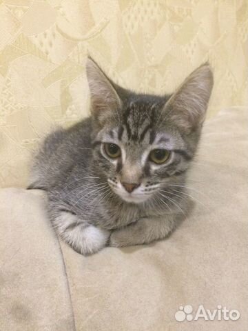 Рыся в поисках дома