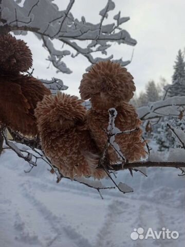 Семьи падуанов