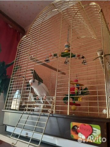 Волнистый попугай с клеткой