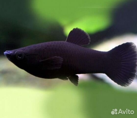 Отдам бесплатно молинезию