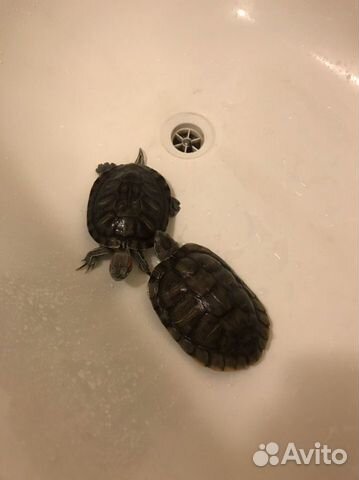 Красноухие черепах бесплатно