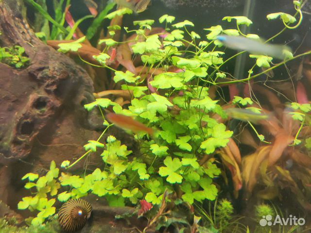 Гидрокотила Трипартита