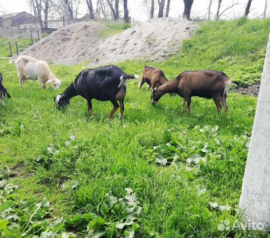 Коза нубийская