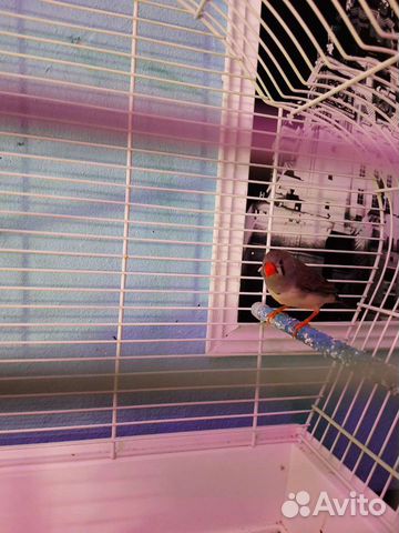 Зебровые амадины (самка)