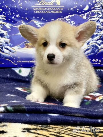 Вельш-корги пемброк