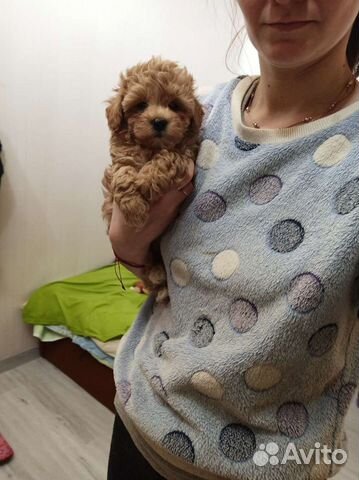 Мальтипу Ф1 девочка темная Карамель в Корейском ти