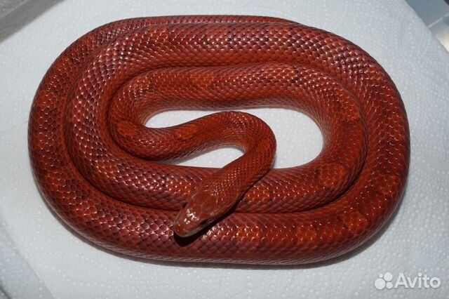 Маисовый полоз Bloodred, половозрелый самец