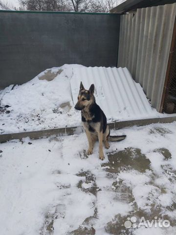 Восточноевропейская овчарка