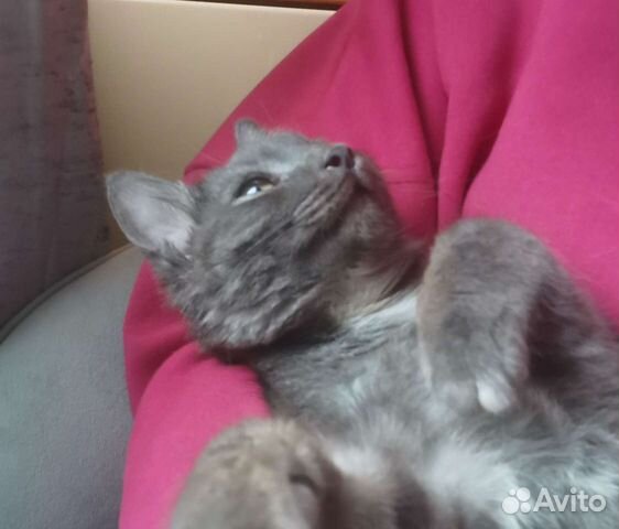 Котик Тимми ищет дом