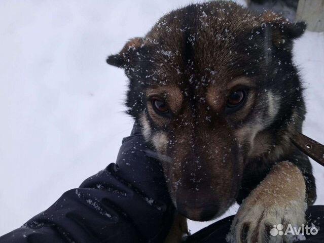 Ласковая красавица в добрые руки