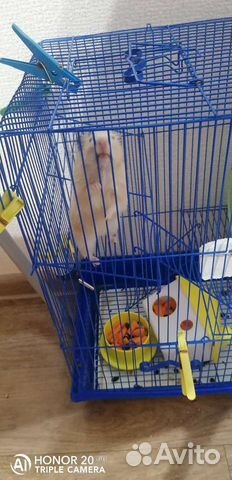 Отдам джунгарика в добрые руки