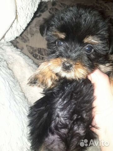 Йоркширский терьер щенки девочки