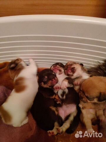 Щенки чихуахуа