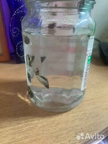 Отдам в хорошие руки 11 улиток Хелен