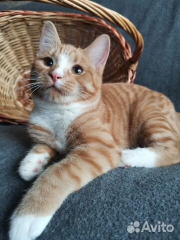 Рыжуля ищет дом