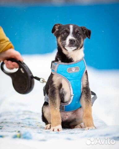 Лайк. Щенок, собака