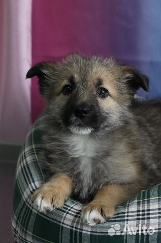 Щенок Коржик ищет своих хозяев