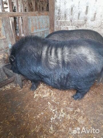 Вьетнамский вислобрюхий хряк