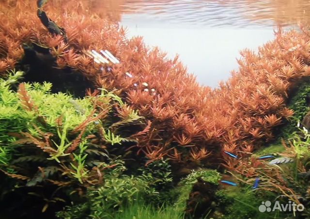 Аквариумные растения.Аквалеон