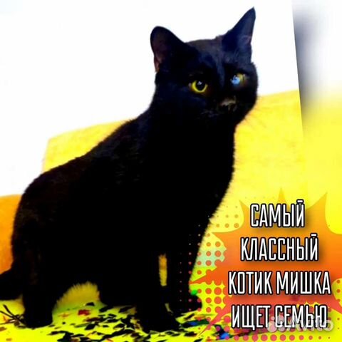 Чёрный котёнок Мишка в добрые руки