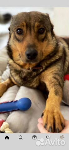 Собака в добрые руки(девочка)