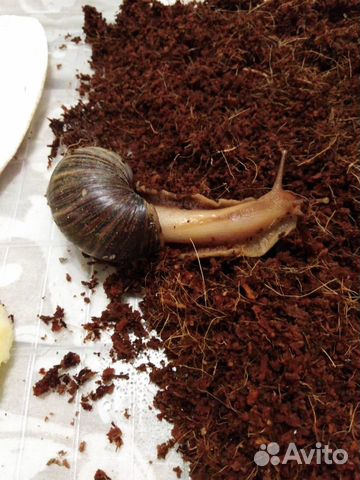 Улитки ахатины