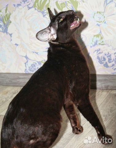 Ориентальный кот вязка