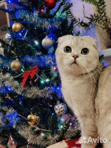 Вязка котов шотландских
