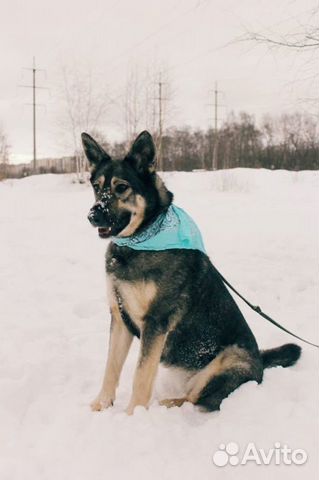 Спасите собаку из приюта