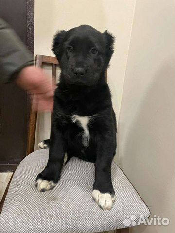 Среднеазиатская овчарка. Алабай. Щенки