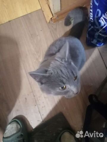 Котик бесплатно