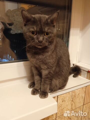Кошки бесплатно