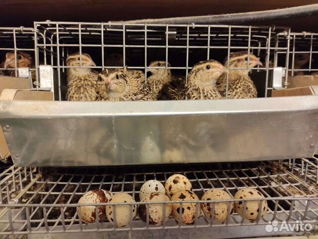 Перепела продажа