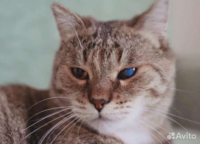 Кошка в добрые руки