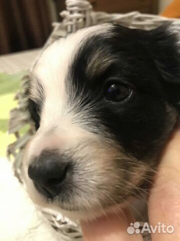 Отдам щенка в очень хорошие ручки