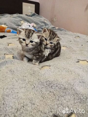 Продаем котят шотландские прямоухие