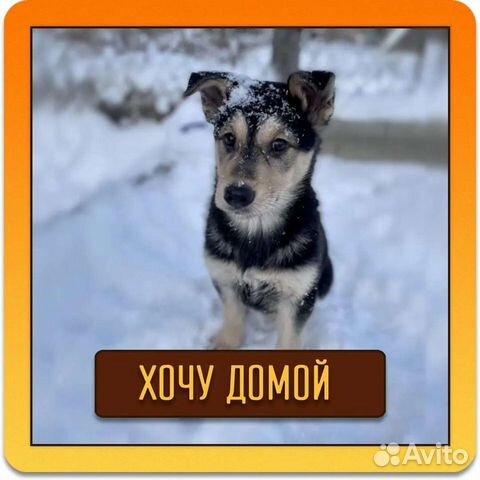 Щенок метис хаски бесплатно