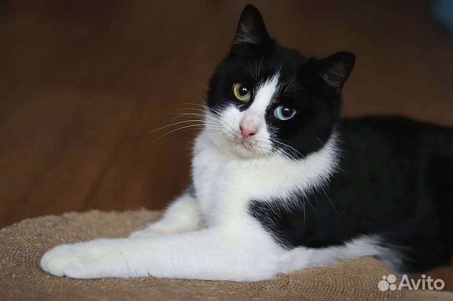 Добрая кошка в добрые руки