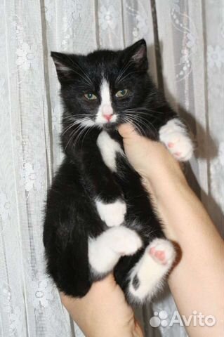 Котенок