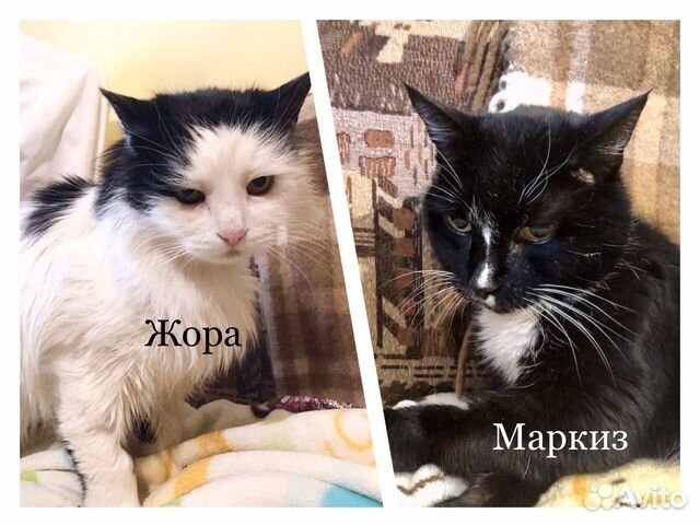 Возрастные котики Маркиз и Жора, каждый ищет своег