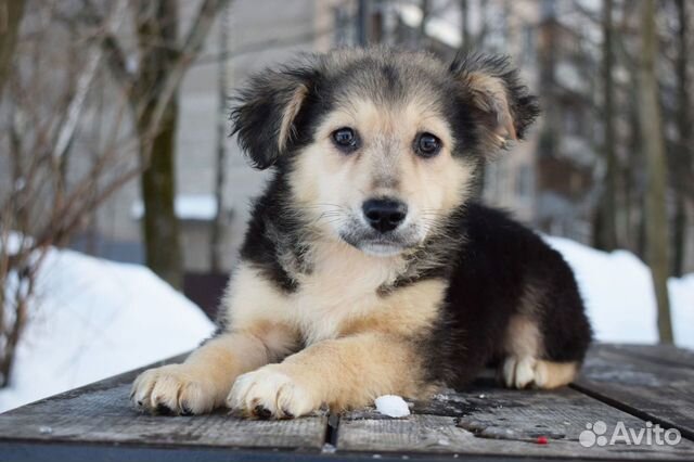 Щенок девочка Фаня 3 мес