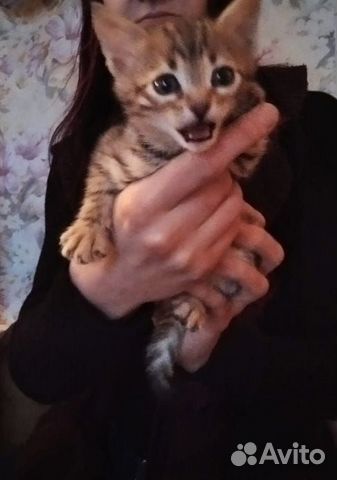 Бенгальская кошка