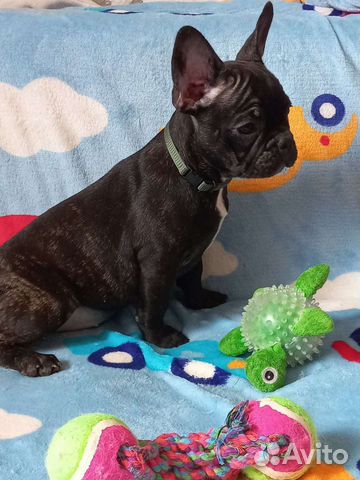 Девочки Французского бульдога