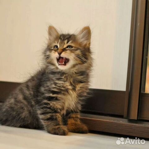 Курильский бобтейл тигровые котики