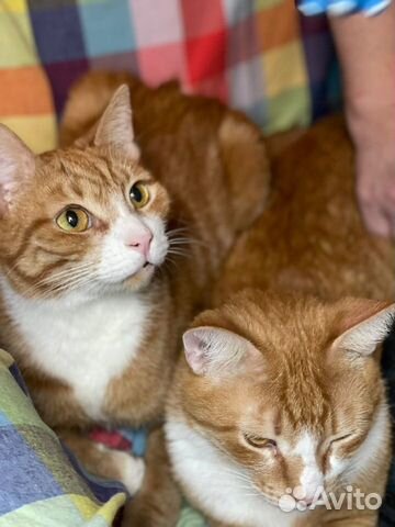 Классные очень ласковые рыжики 5 лет ищут дом