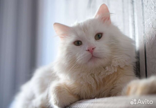 Белоснежный котик в добрые руки